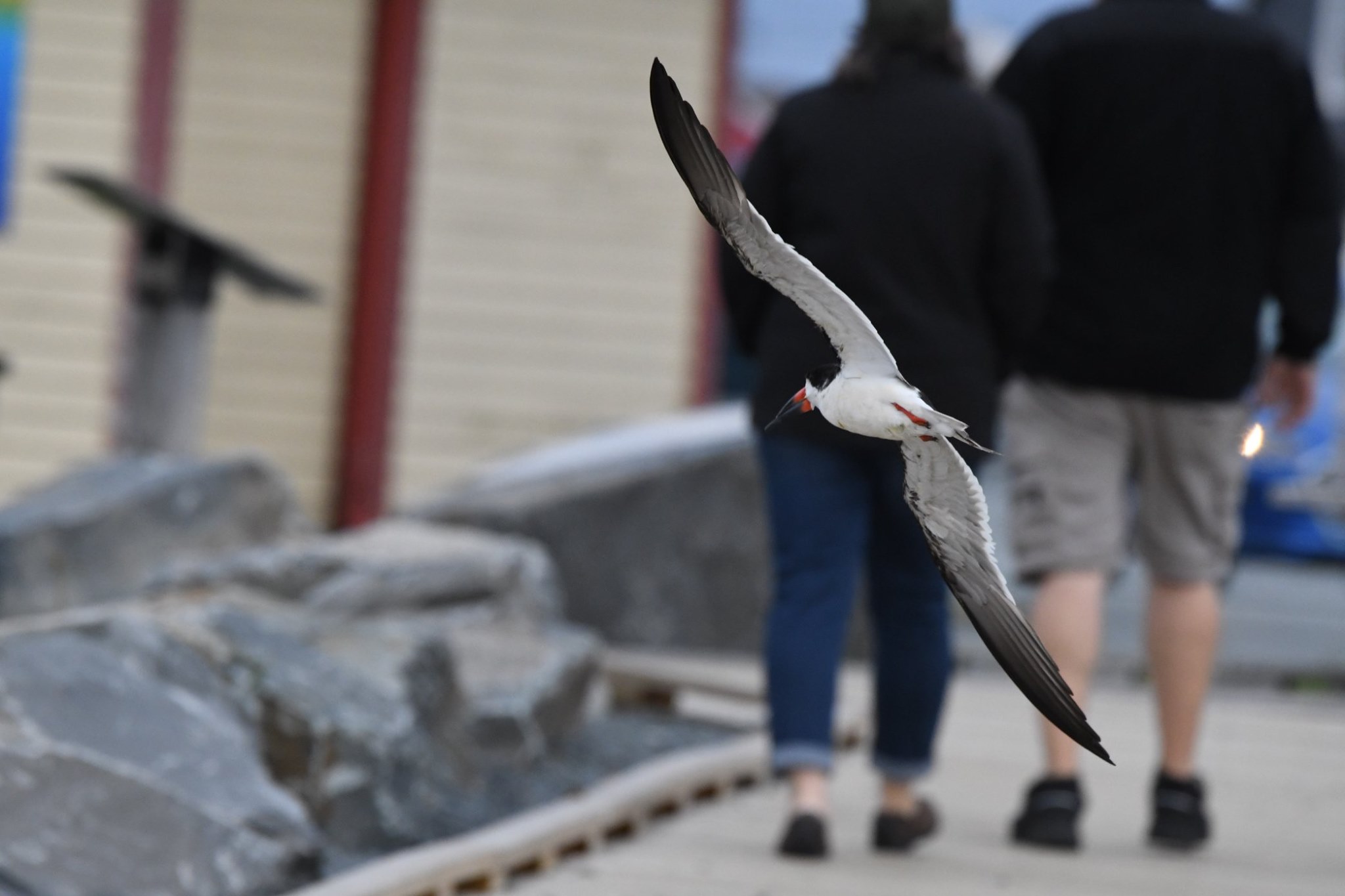 Hurricane Dorian bird fallout in Eastern Passage, NS – Birds, Barks, Beyond