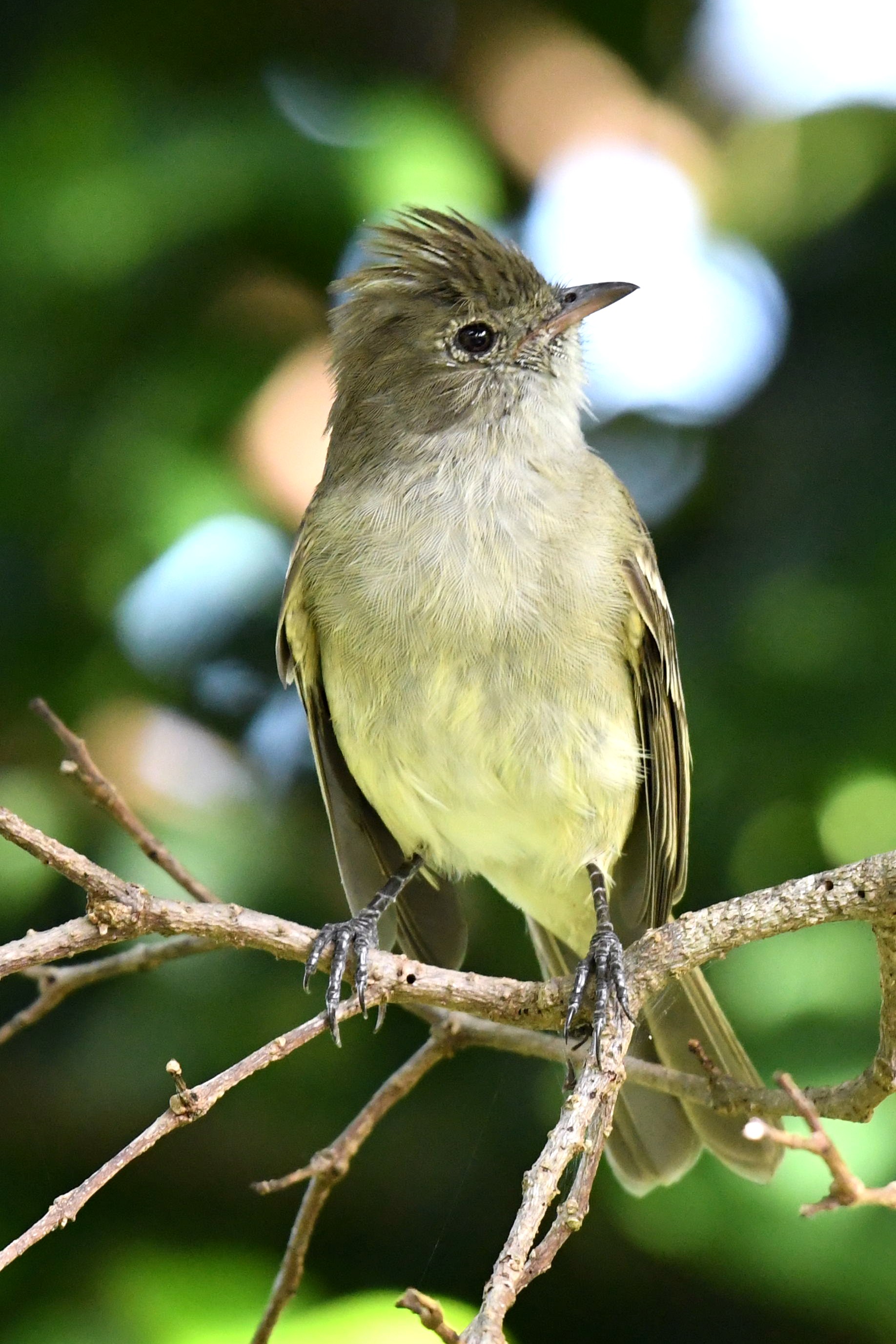 Antigua and Barbuda, W.I. – Birds, Barks, Beyond